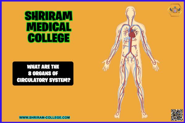 What Are The 8 Organs Of Circulatory System? - SHRI RAM MEDICAL COLLEGE ...