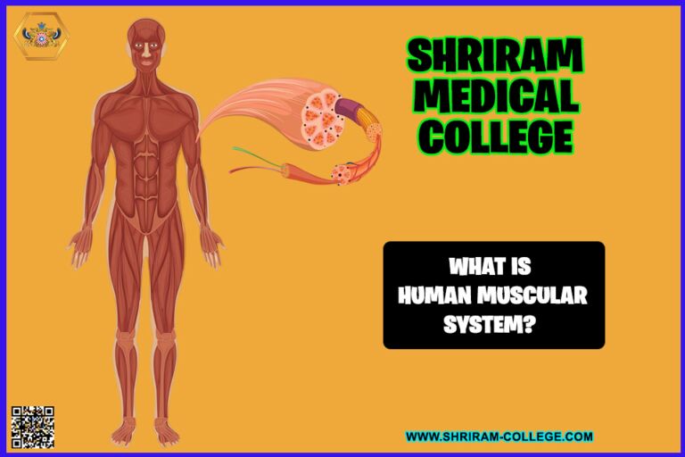 What is Human Muscular System? - SHRI RAM MEDICAL COLLEGE - WHERE ...